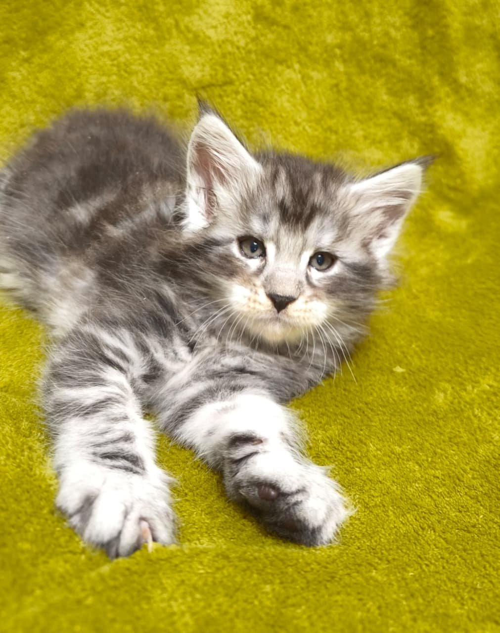 Adison - Royal Maine Coon Cattery