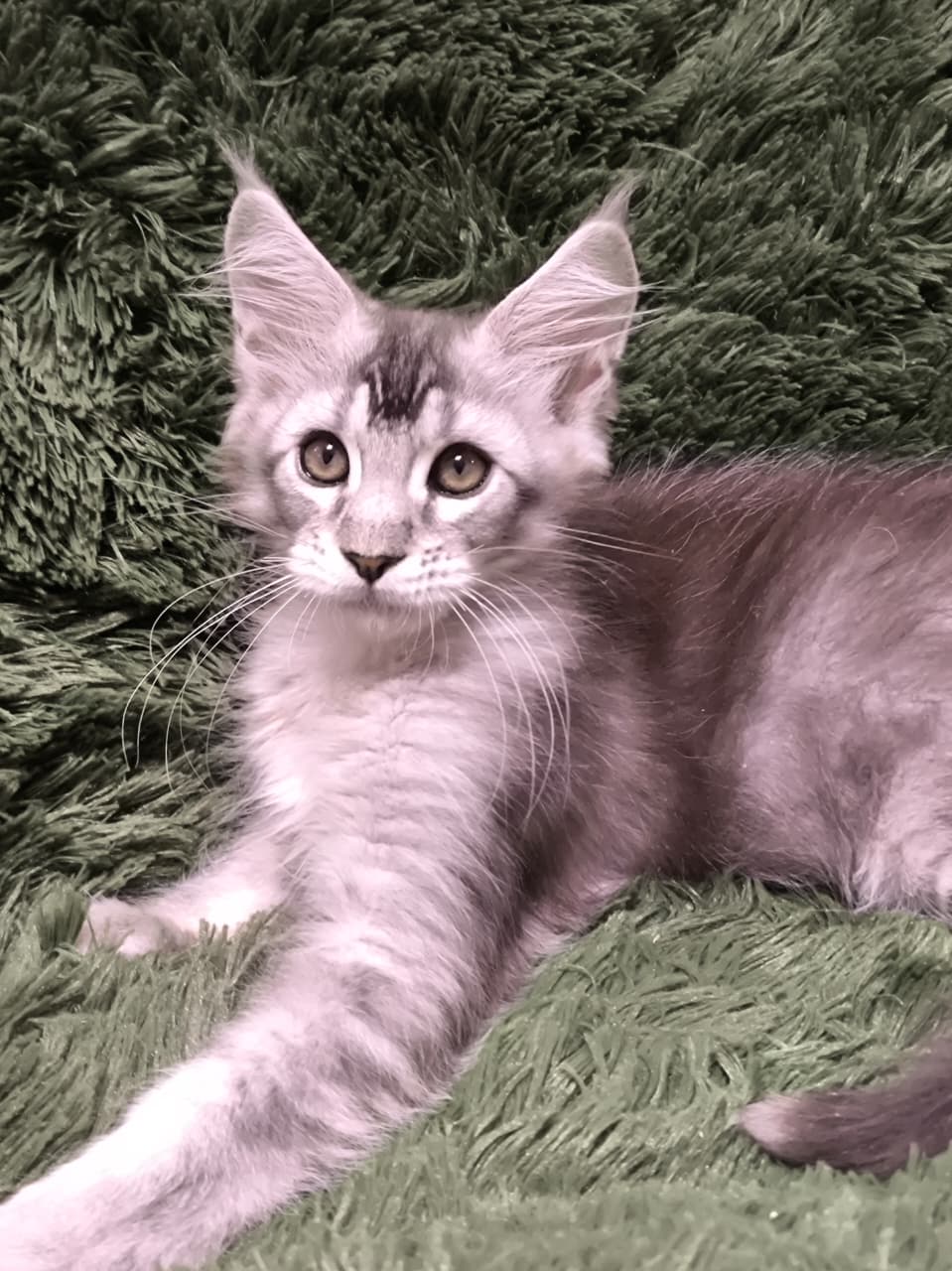 Baksi - Royal Maine Coon Cattery