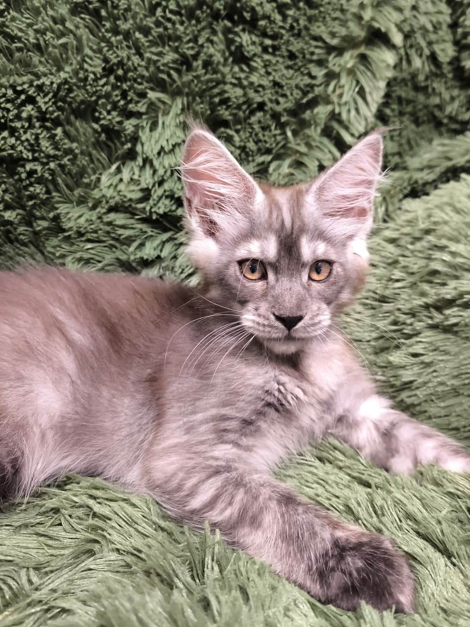 Born - Royal Maine Coon Cattery