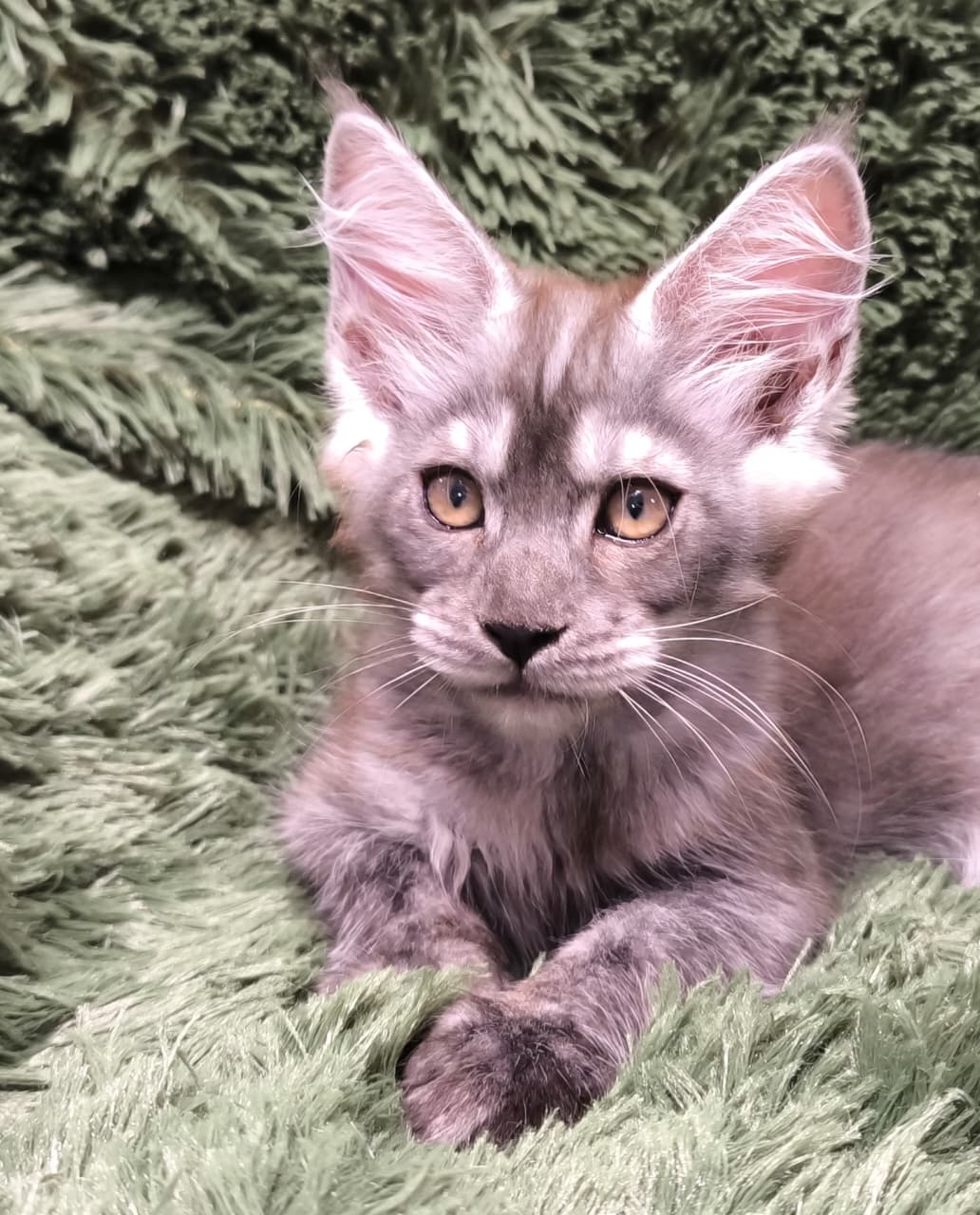 Born - Royal Maine Coon Cattery
