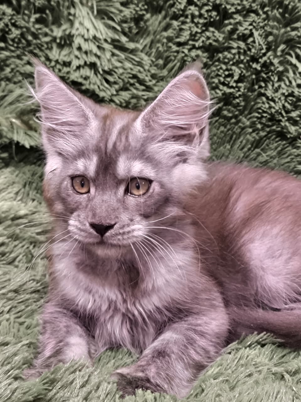 Born - Royal Maine Coon Cattery