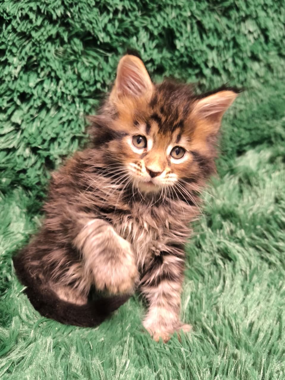 Fox - Royal Maine Coon Cattery