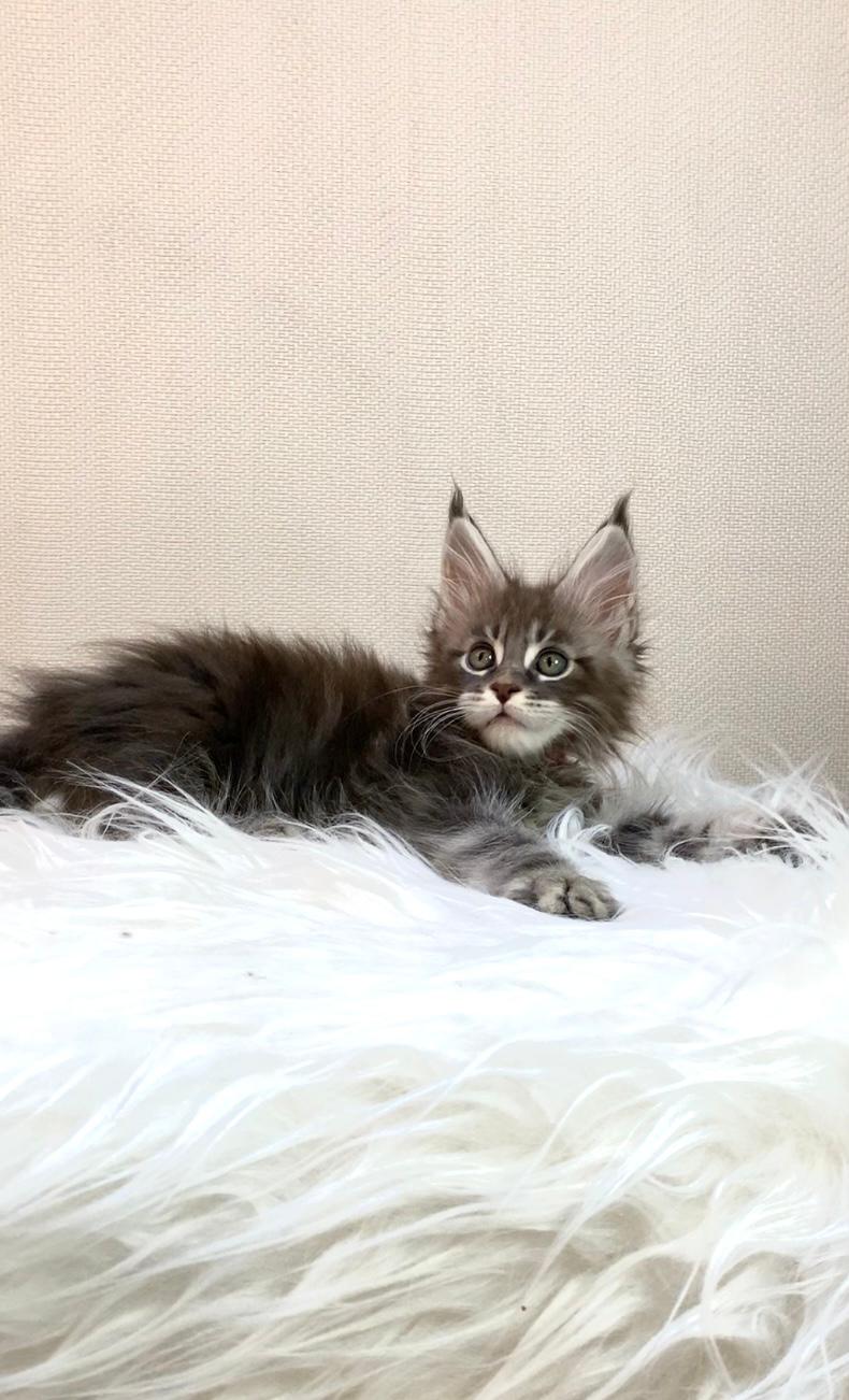 Baloo - Royal Maine Coon Cattery