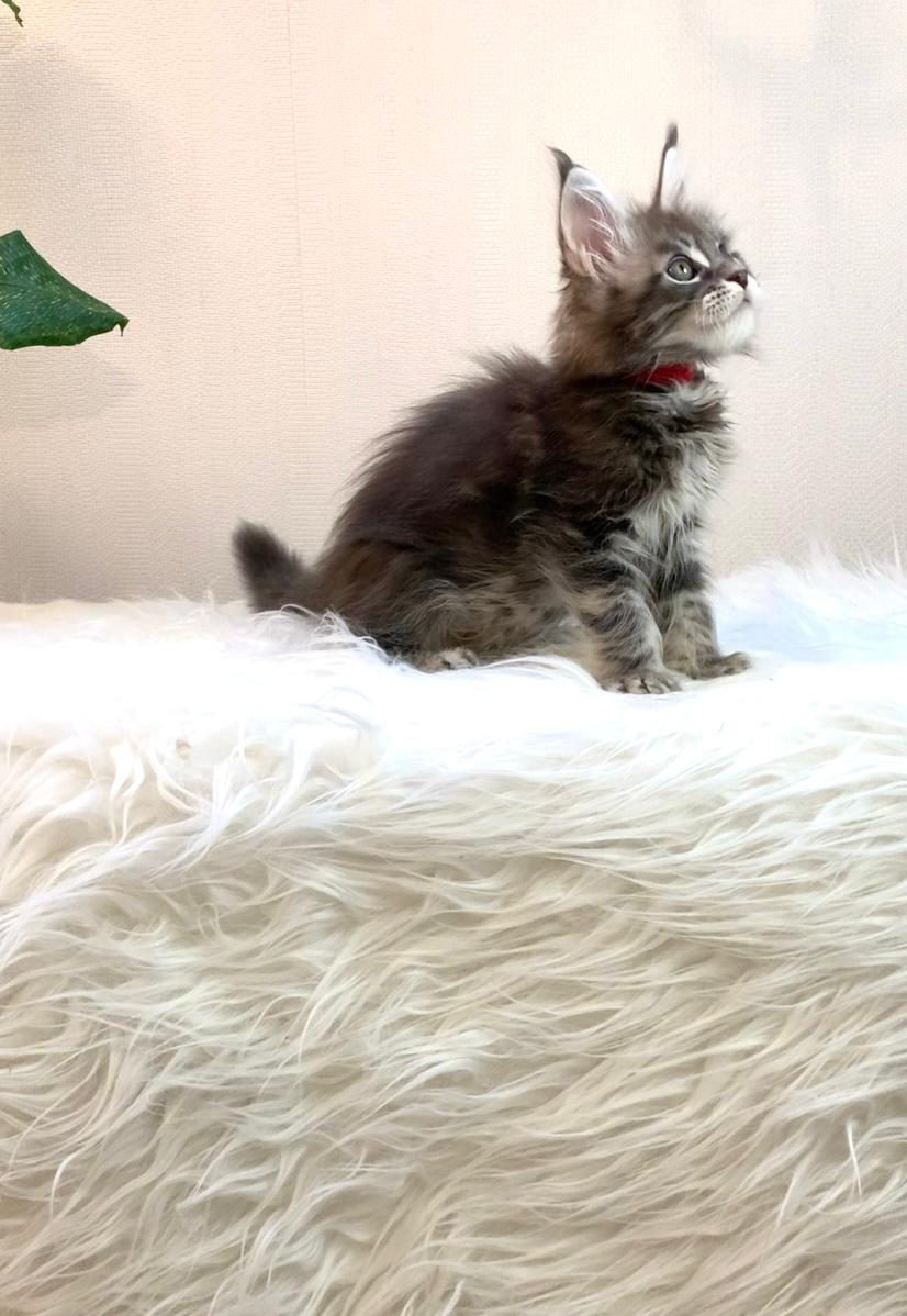 Baloo - Royal Maine Coon Cattery