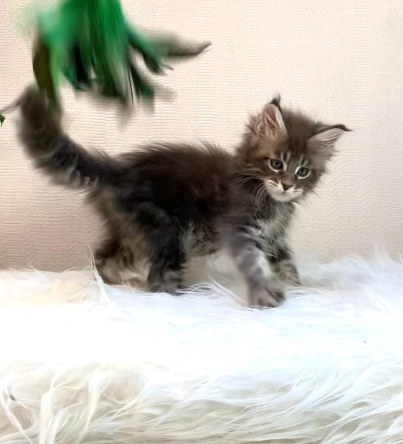 Baloo - Royal Maine Coon Cattery